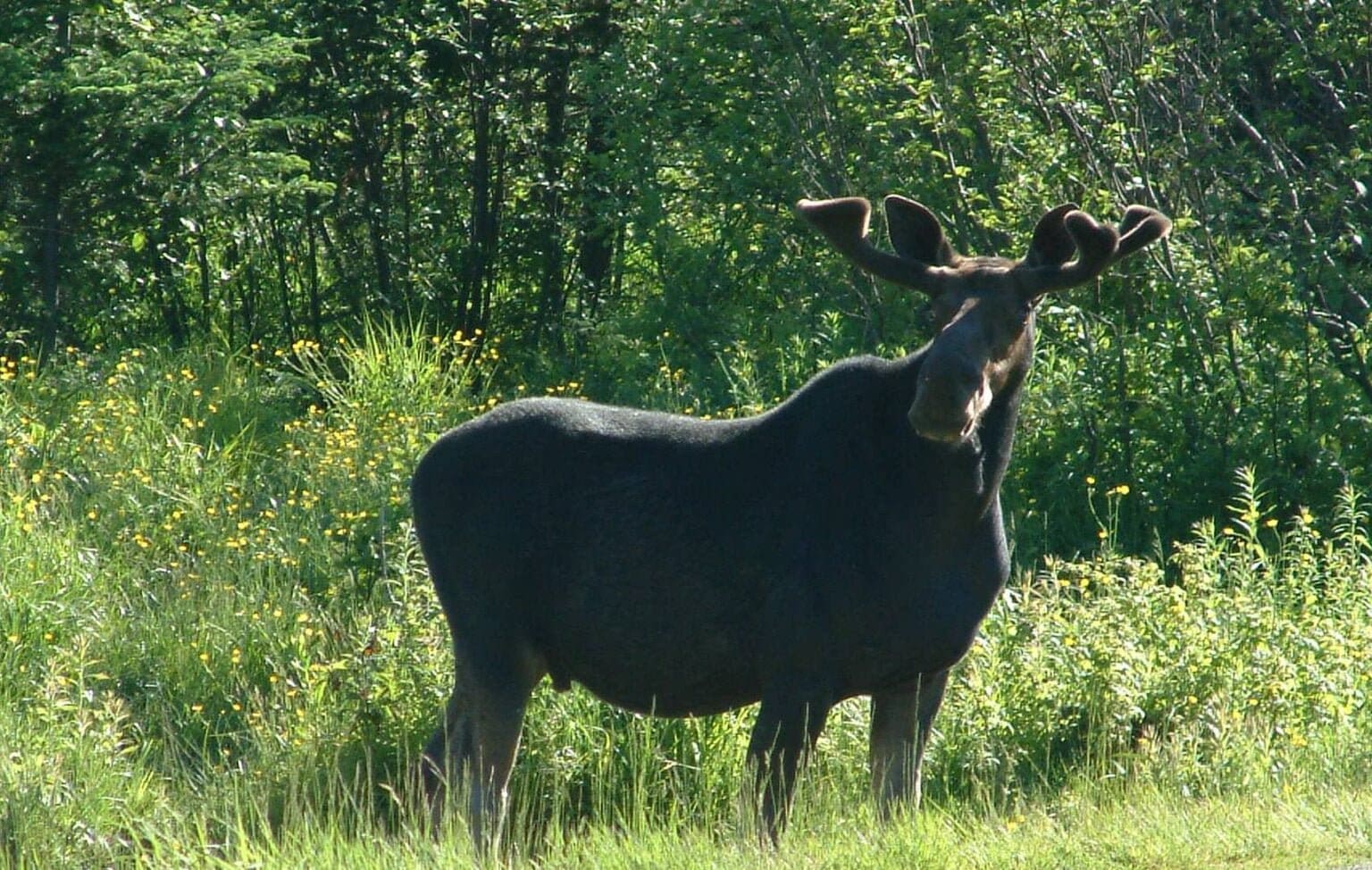 MOUNTAINS, MOOSE & MAPLE TOUR: JUNE 25-27, 2023 - Wade Tours Bus Tours